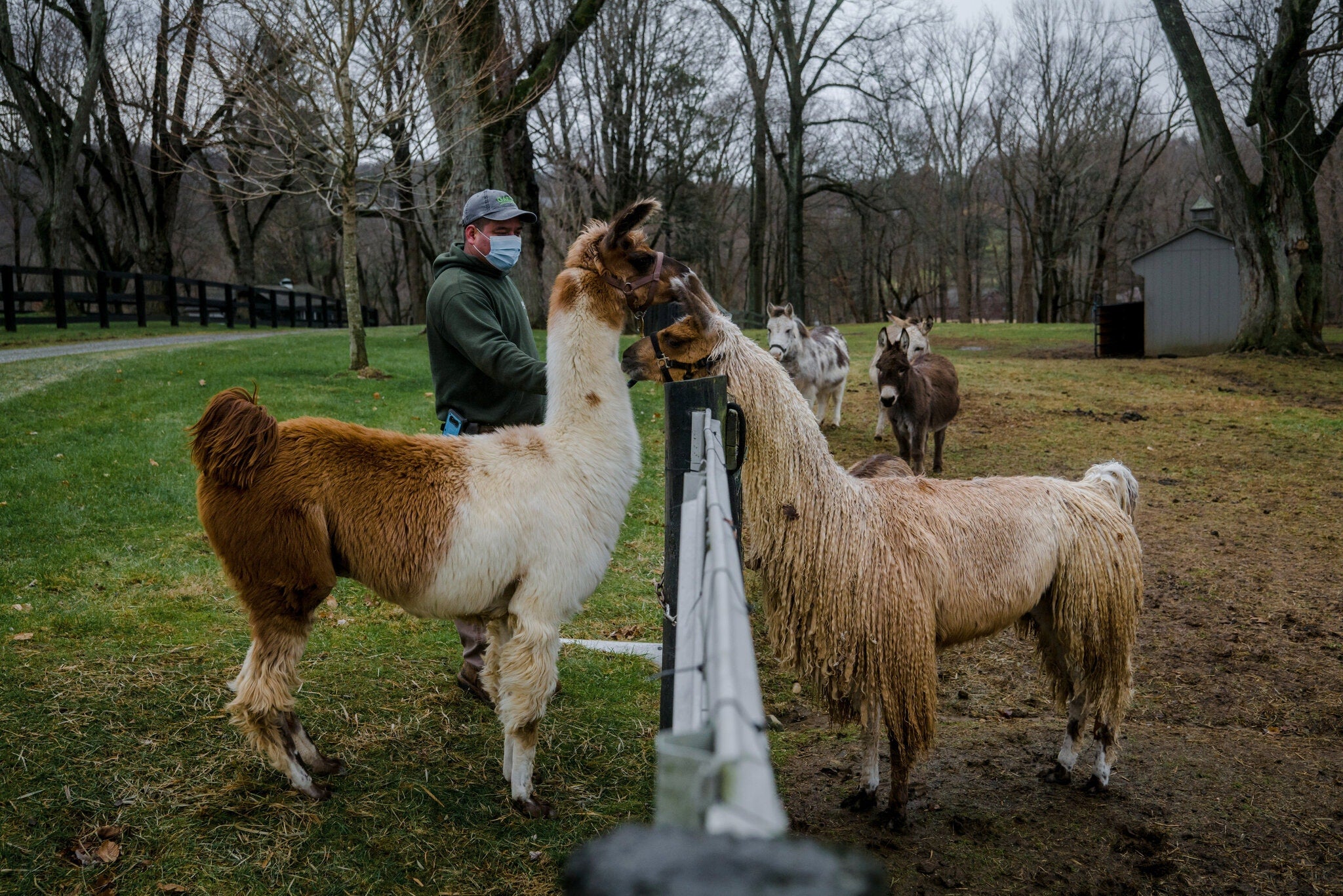 Gizmo The Llama – Buddha Dog Rescue & Recovery