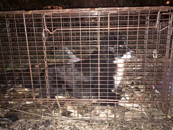 Persimmon "Percy" – Buddha Dog Rescue & Recovery