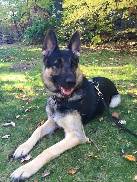 Taino – Buddha Dog Rescue & Recovery