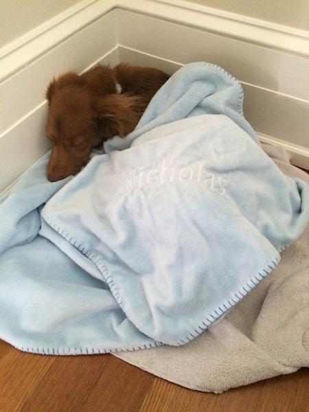 Jeter – Buddha Dog Rescue & Recovery