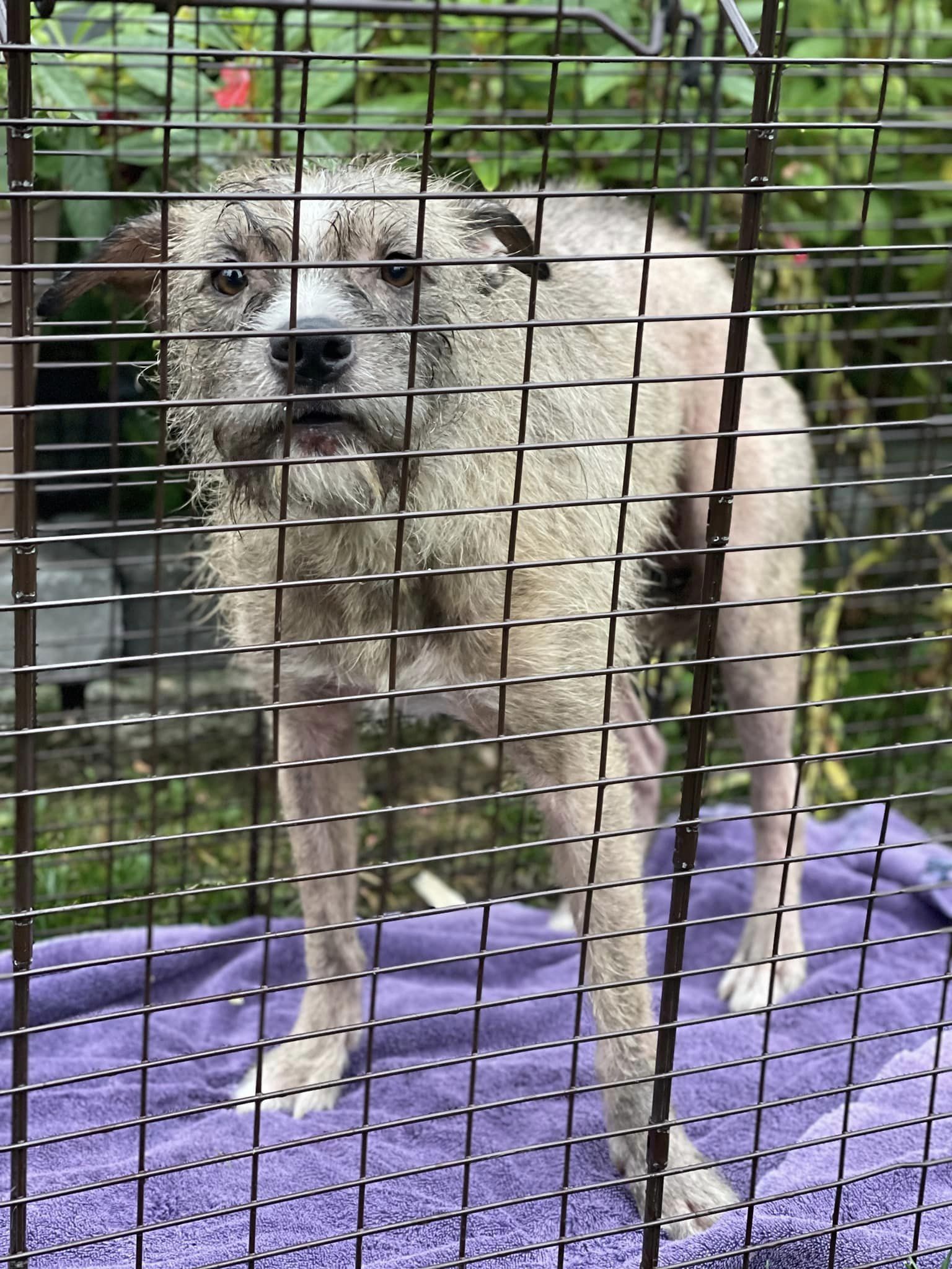 Kramer – Buddha Dog Rescue & Recovery