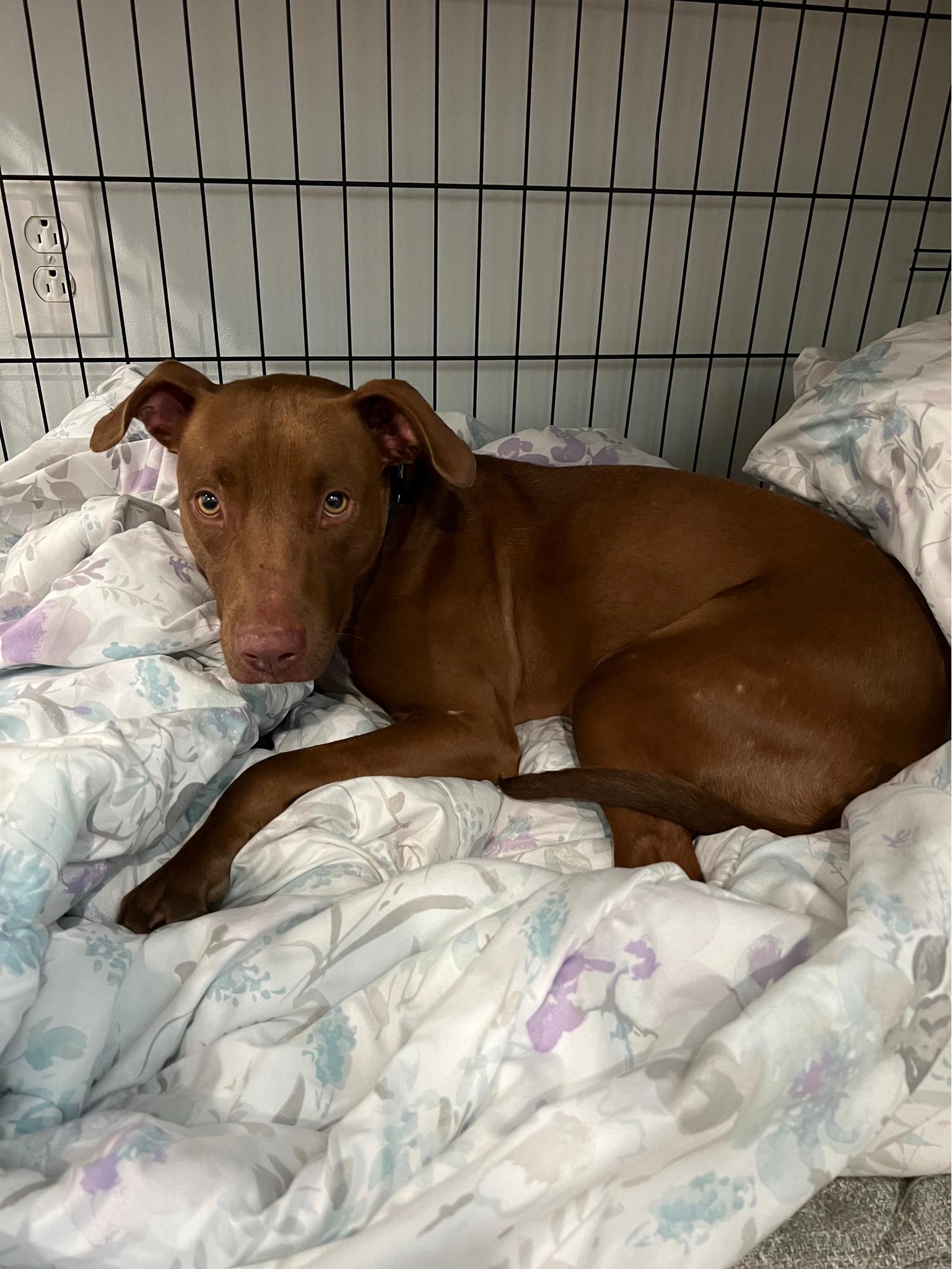 Olive – Buddha Dog Rescue & Recovery