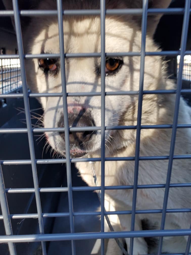 Sonya – Buddha Dog Rescue & Recovery