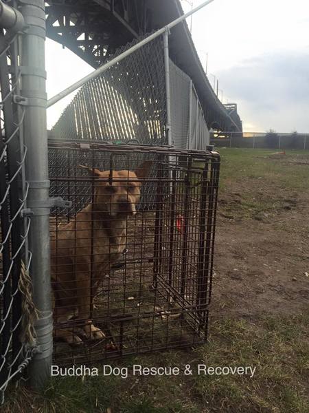 Delta – Buddha Dog Rescue & Recovery