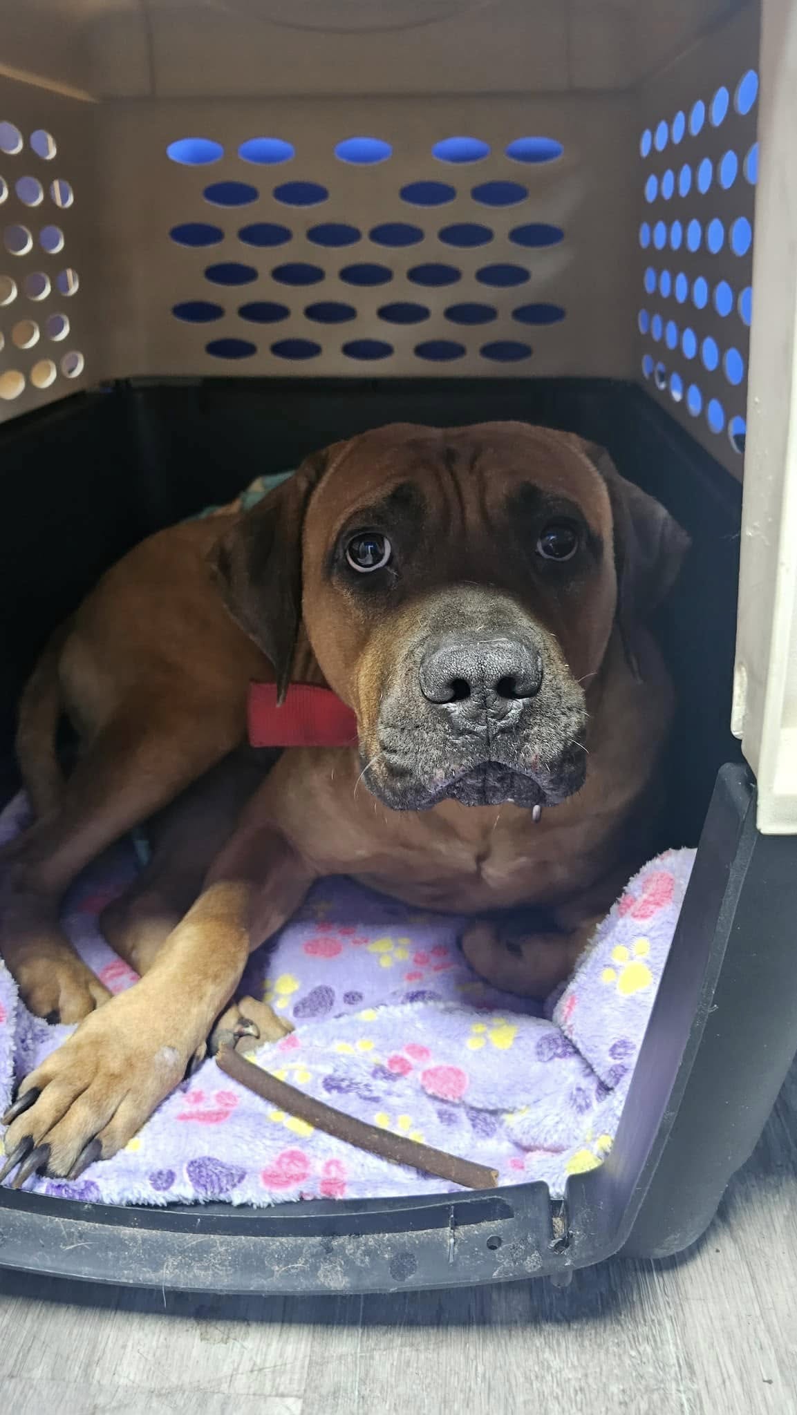 Effort, PA Stray - Davinci – Buddha Dog Rescue & Recovery