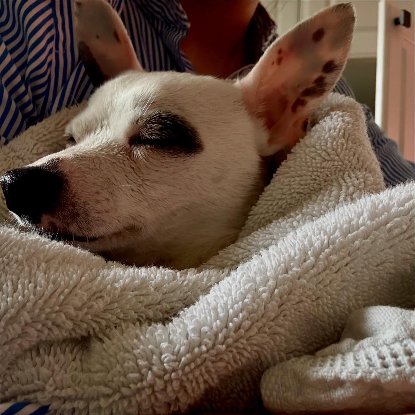 Paco – Buddha Dog Rescue & Recovery
