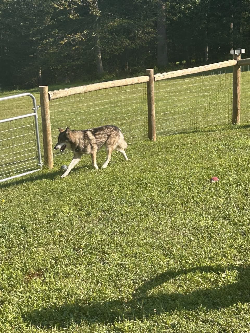 Gunner The Wolf Dog – Buddha Dog Rescue & Recovery