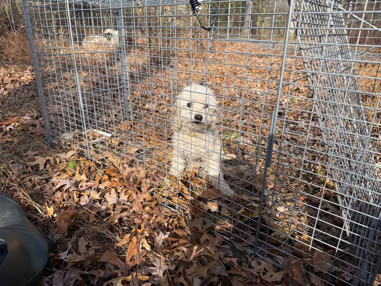 Lily the Knowlton Stray – Buddha Dog Rescue & Recovery