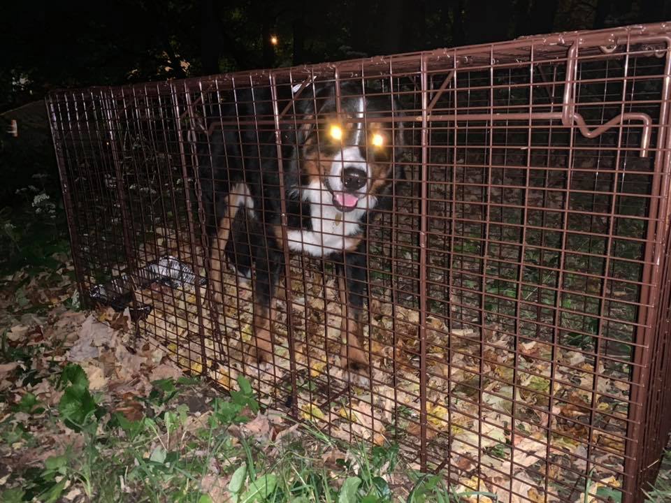 Fen – Buddha Dog Rescue & Recovery