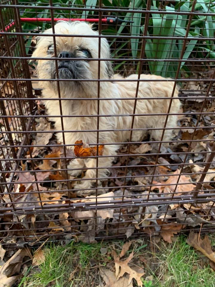 Reba – Buddha Dog Rescue & Recovery