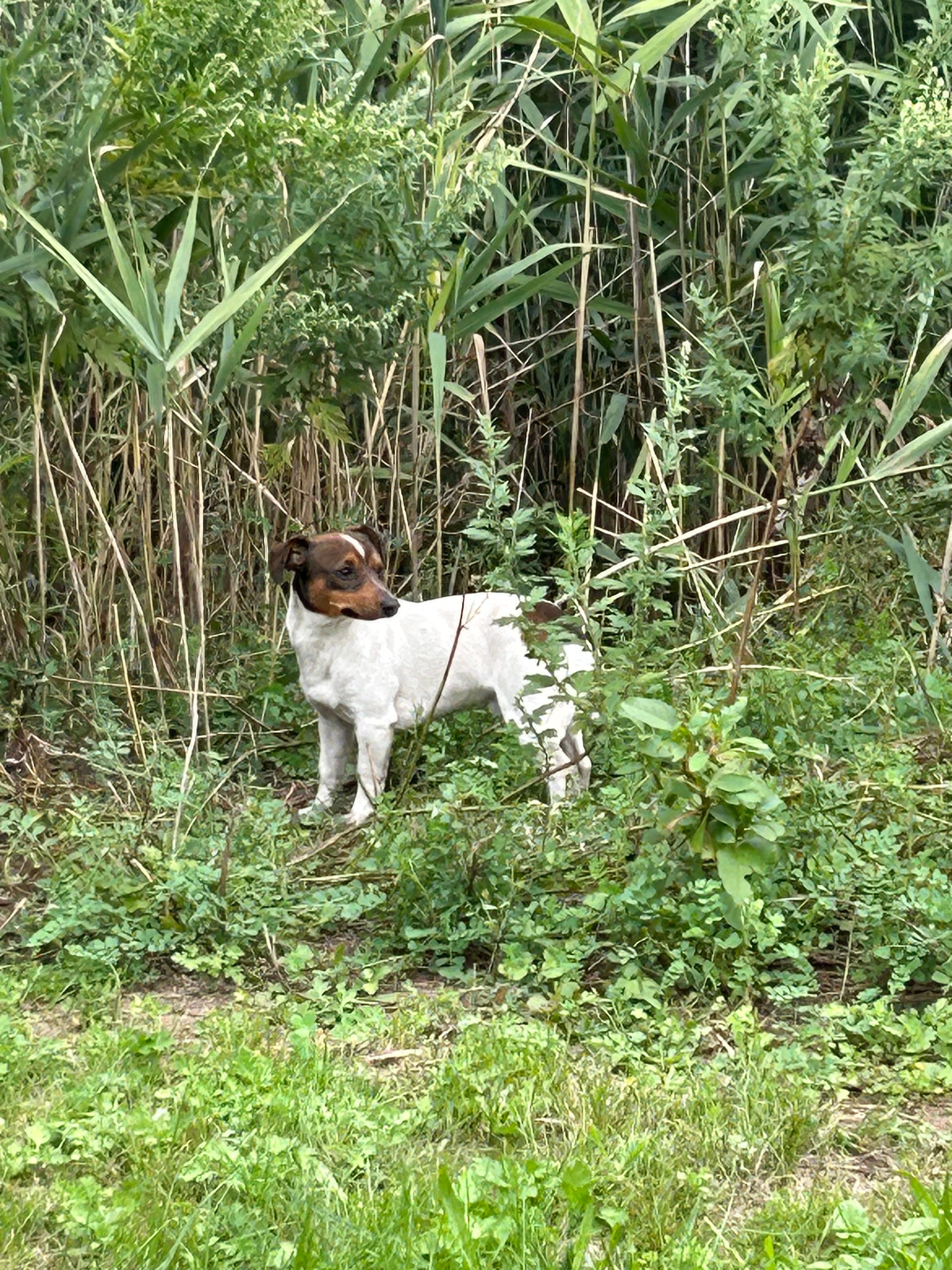 Newark Highway Dog – Buddha Dog Rescue & Recovery