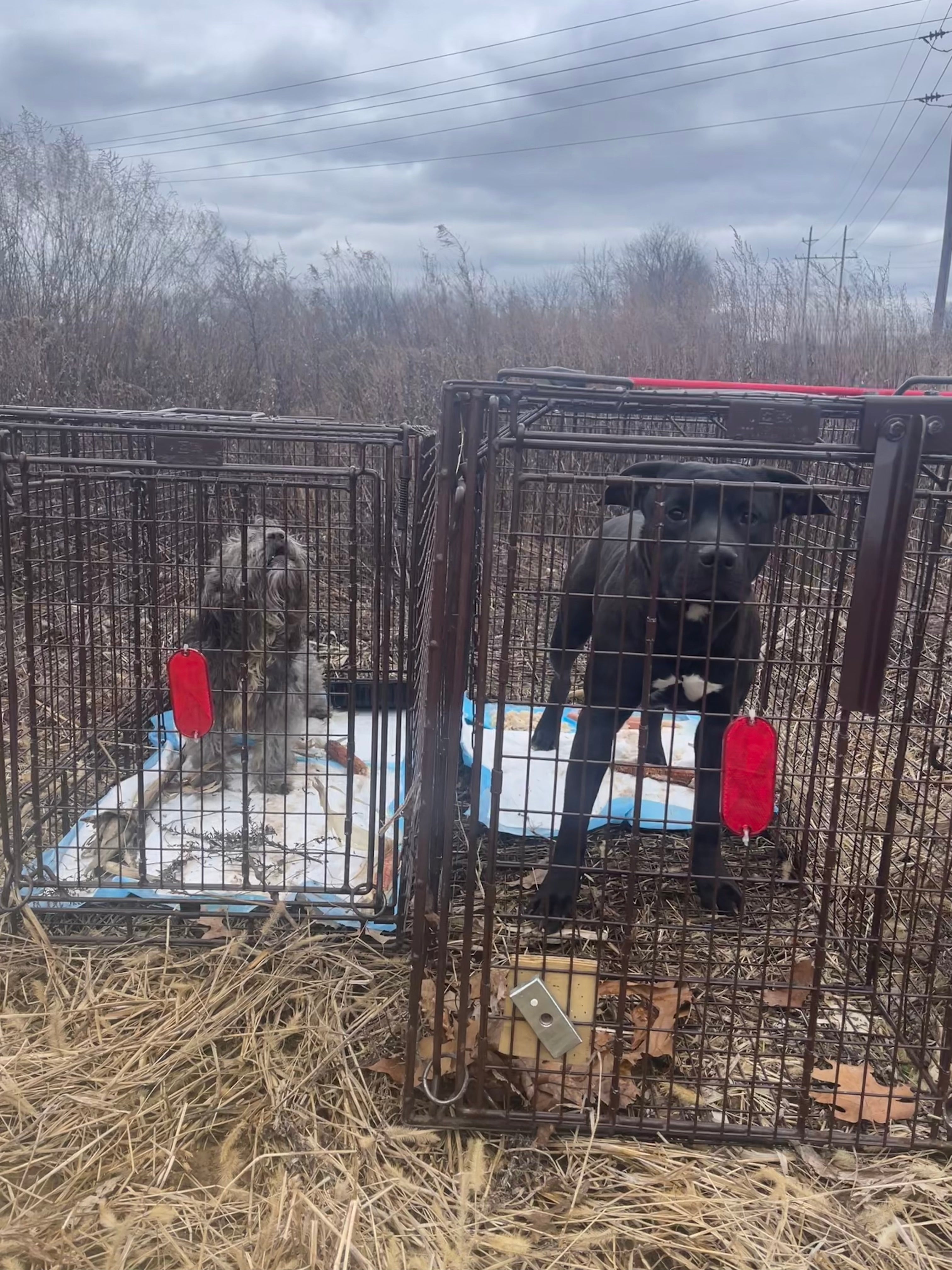 The Pohatcong Strays – Buddha Dog Rescue & Recovery