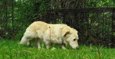 Mila (Seattle, WA) – Buddha Dog Rescue & Recovery