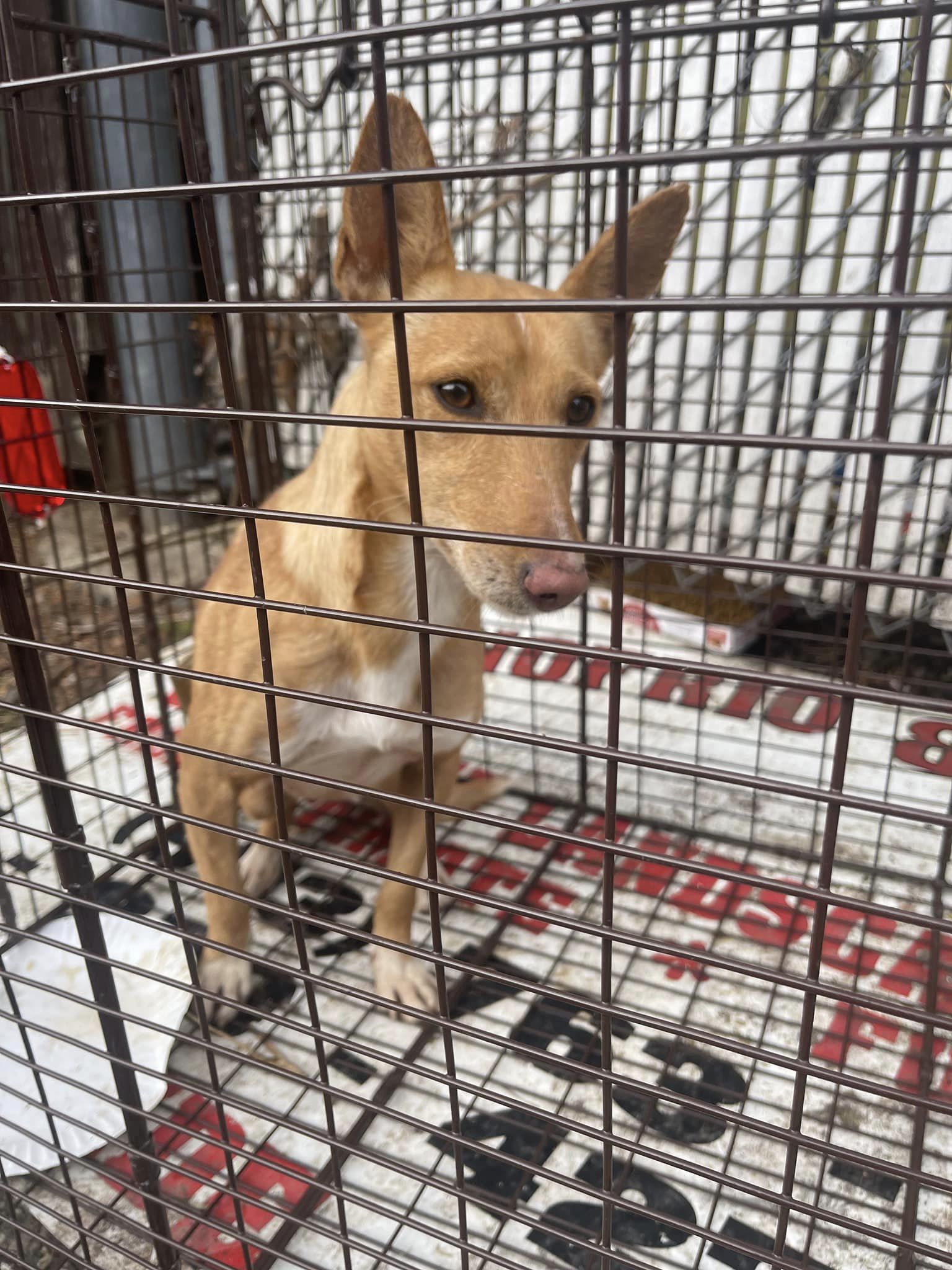 Dasher – Buddha Dog Rescue & Recovery