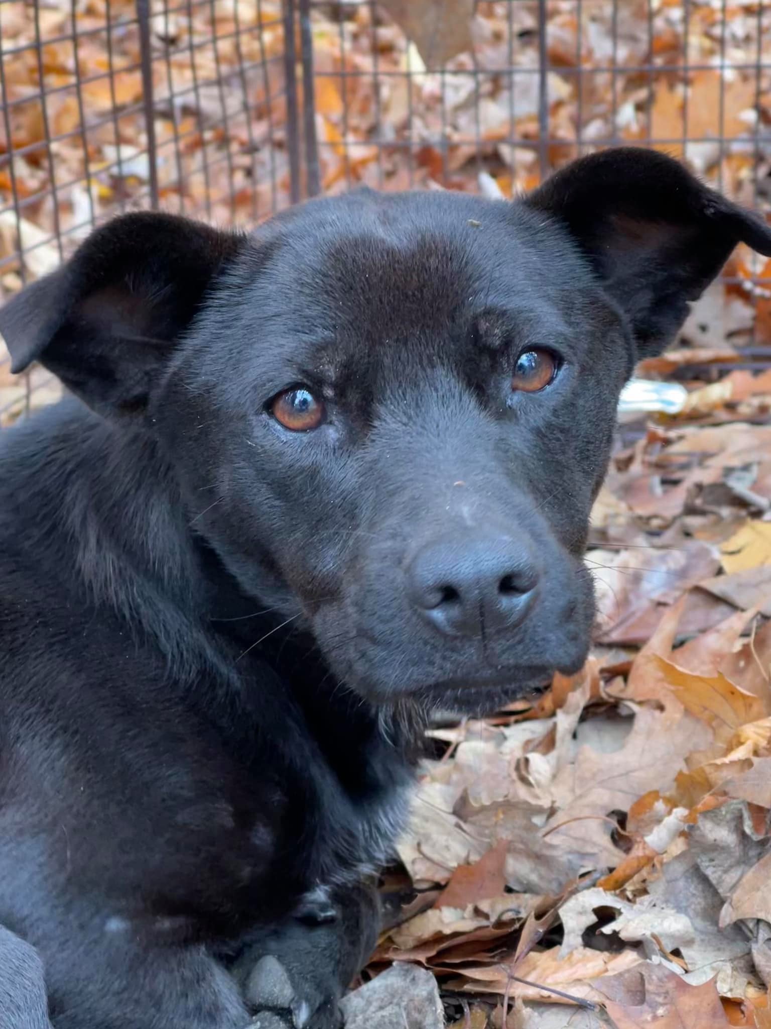 Luna – Buddha Dog Rescue & Recovery